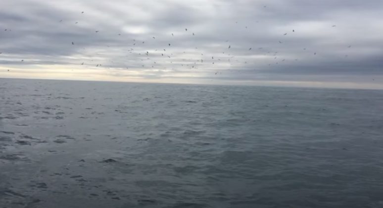 This Man Was Filming Seagulls But Captures Once-In-A-Lifetime Event ...