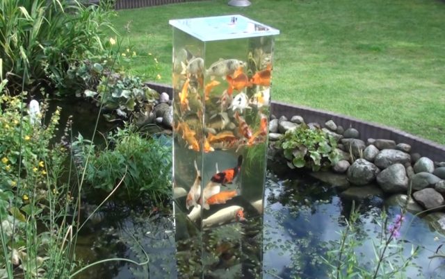 This Man Flipped His Fish Tank Over The Pond : Sunnies Days