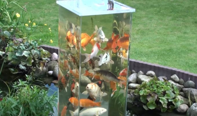 This Man Flipped His Fish Tank Over The Pond : Sunnies Days