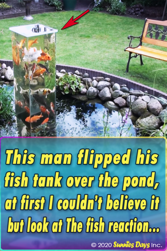 This Man Flipped His Fish Tank Over The Pond : Sunnies Days